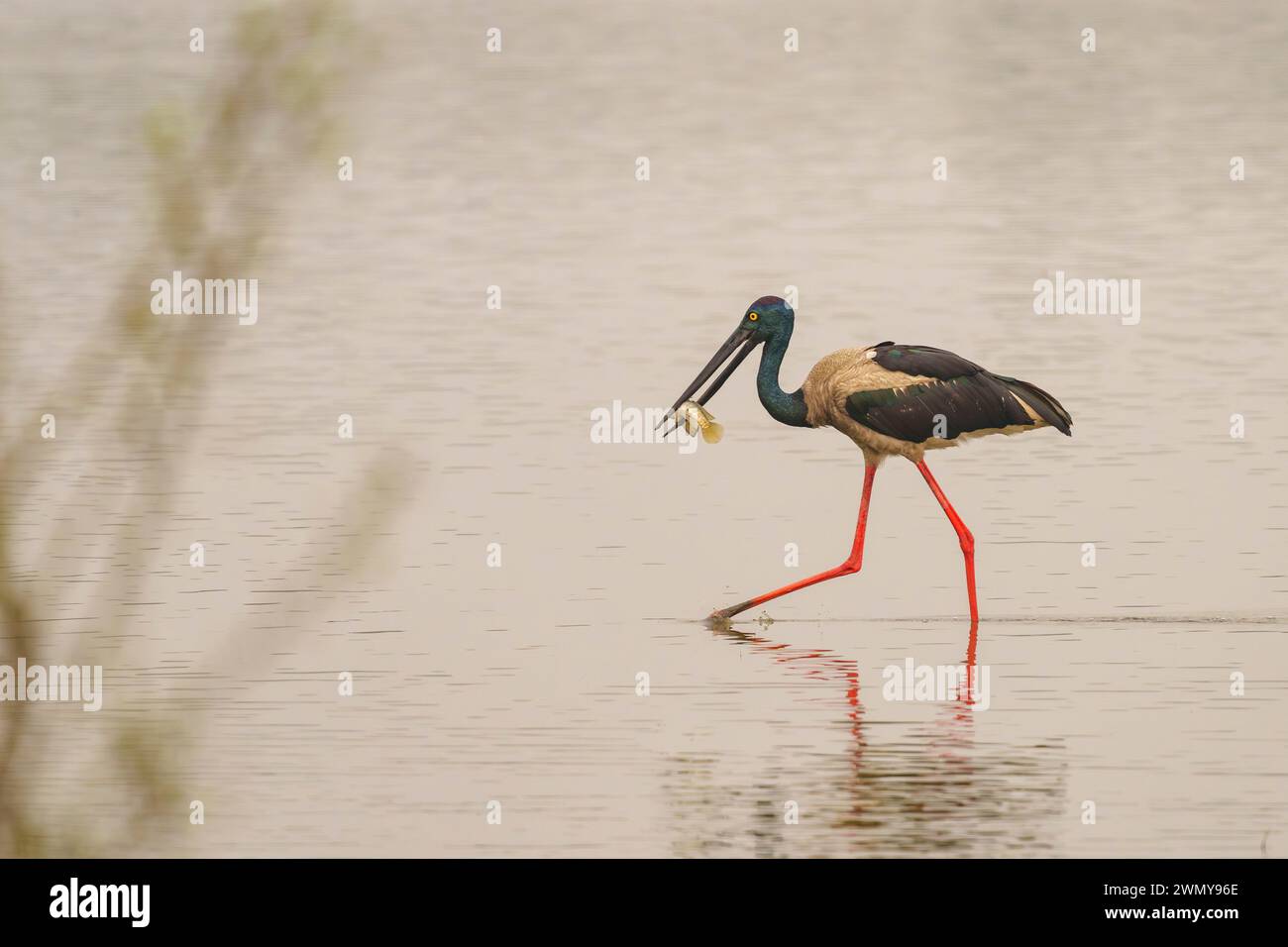 India, Uttarakhand, Jim Corbett National Park, black-necked stork ...