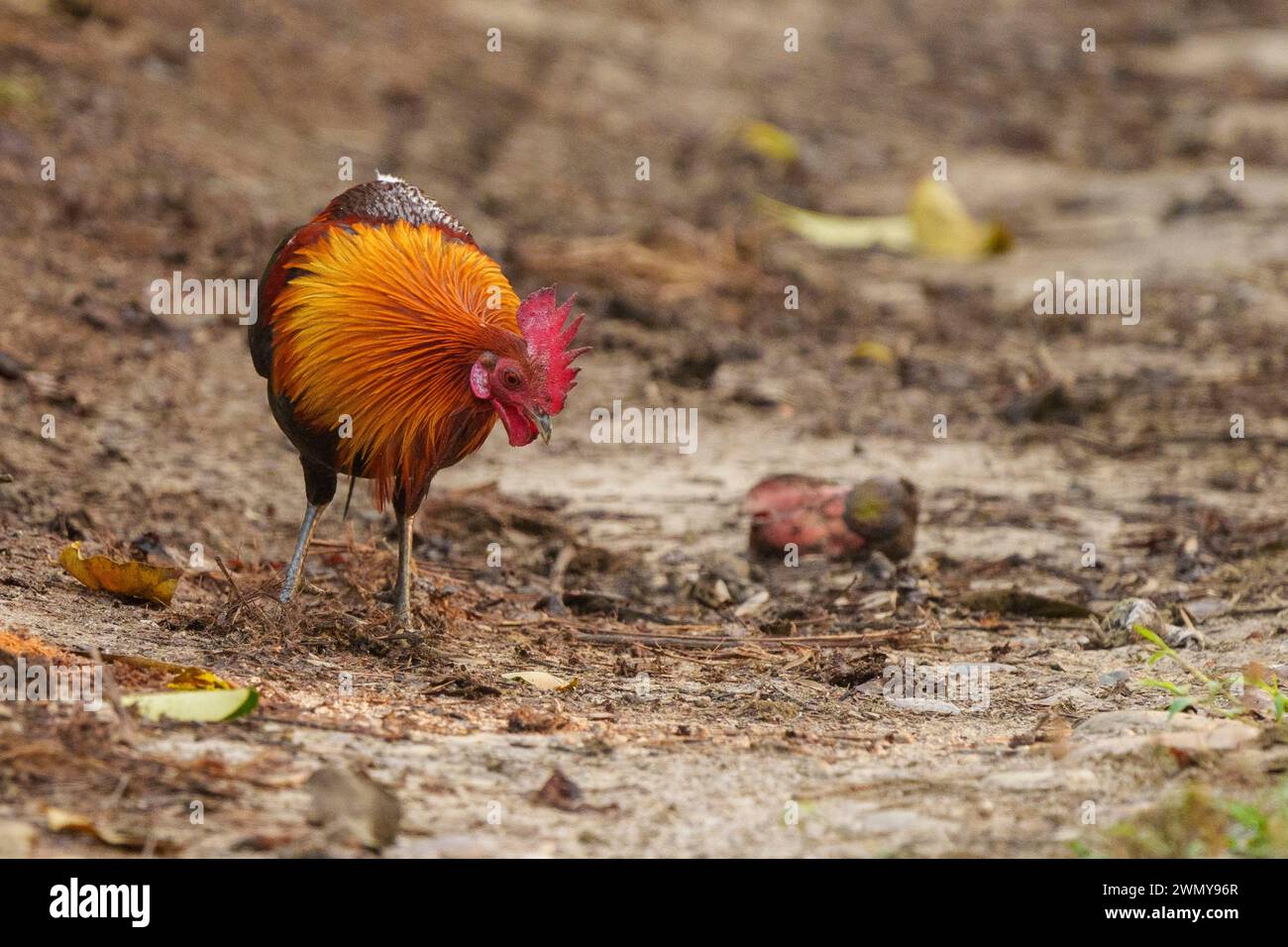 India, Uttarakhand, Jim Corbett National Park, Forest, red junglefowl ...