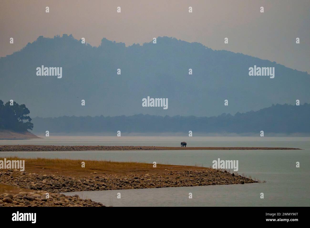 India, Uttarakhand, Jim Corbett National Park, Asian or Asiatic ...