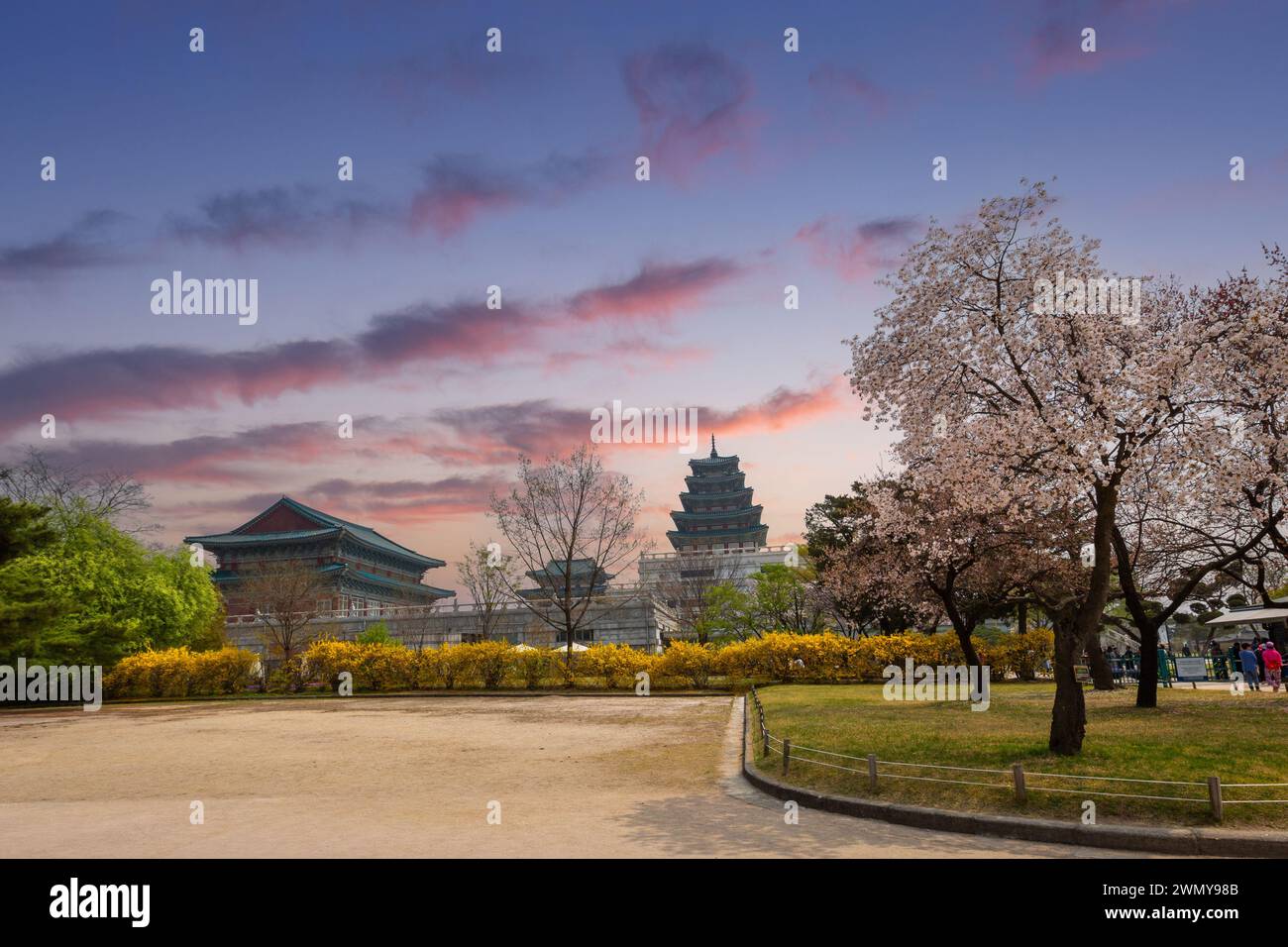 Gyeongbokgung palace in sunset with cherry blossom tree in spring time ...