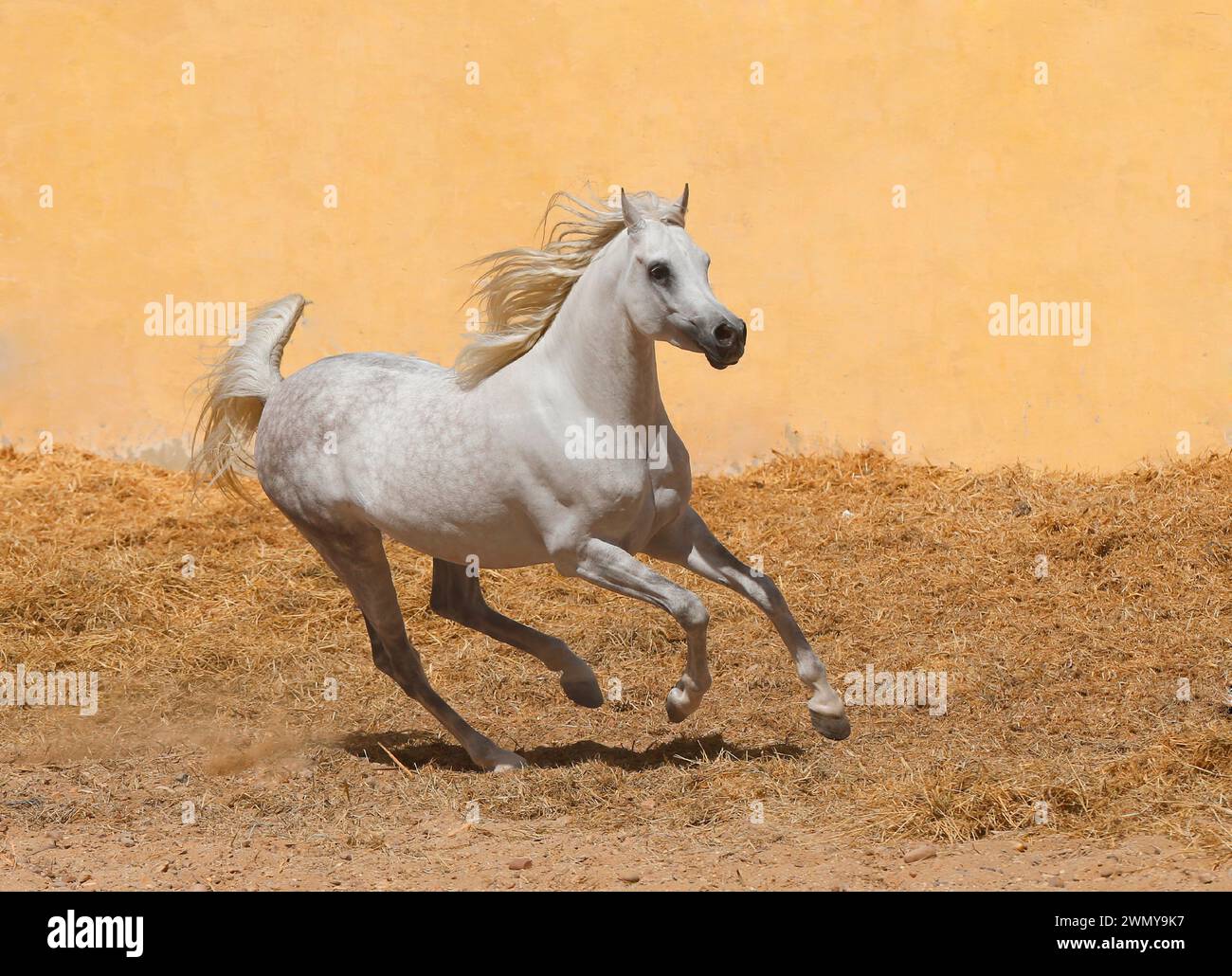 Purebred Arabian Horse. A grey stallion gallops on sand in front of a ...
