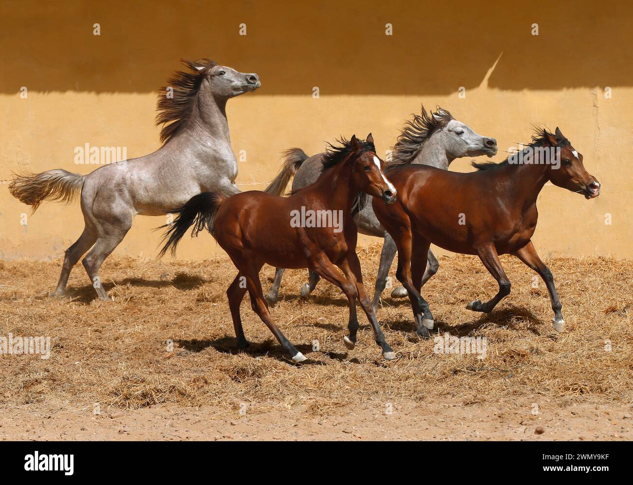 Purebred Arabian Horse. Juvenile mares gallops on sand in front of a ...