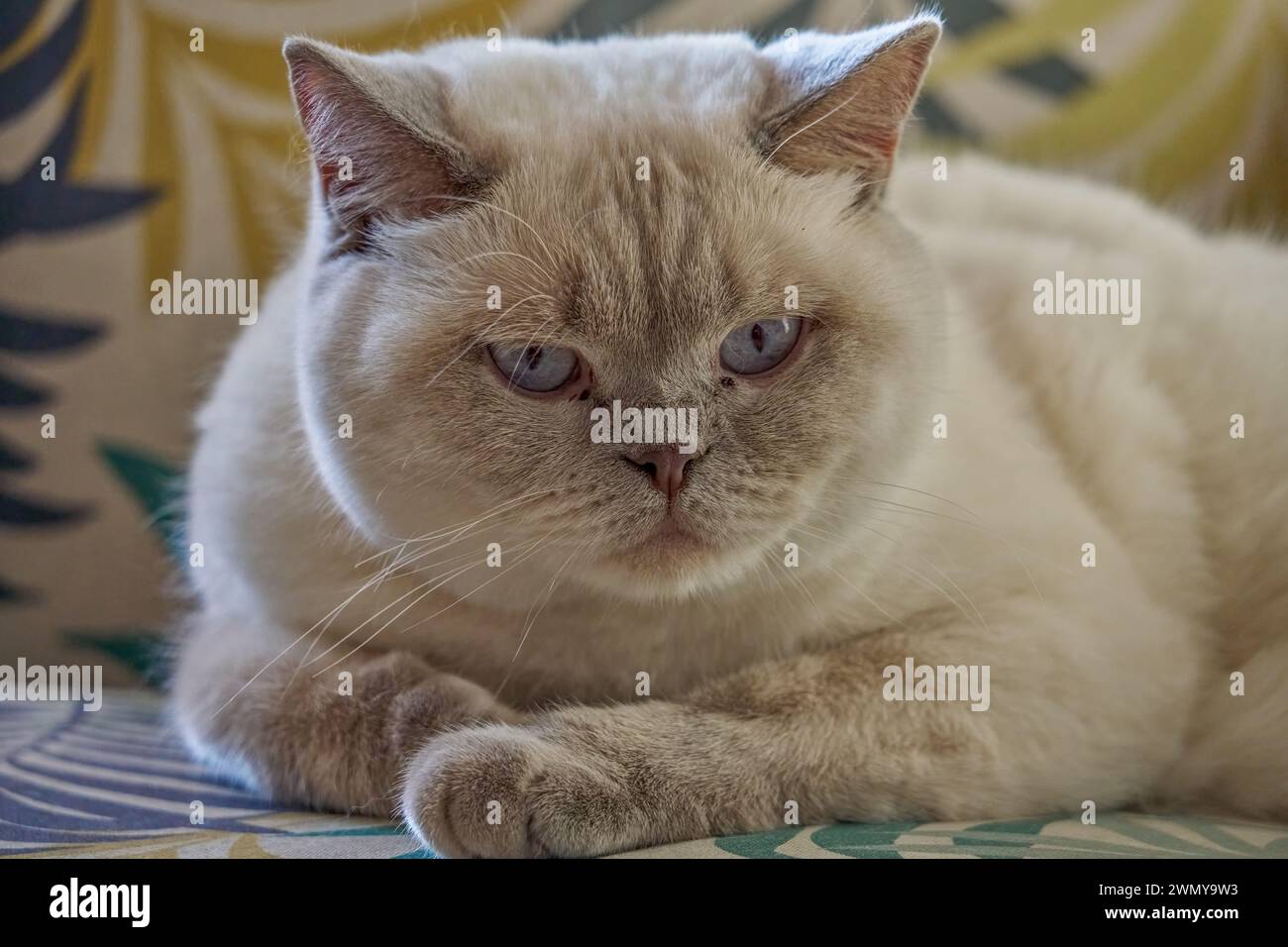 Blue eyed eyes British shorthair kitten cream catkin colorpoint with ...