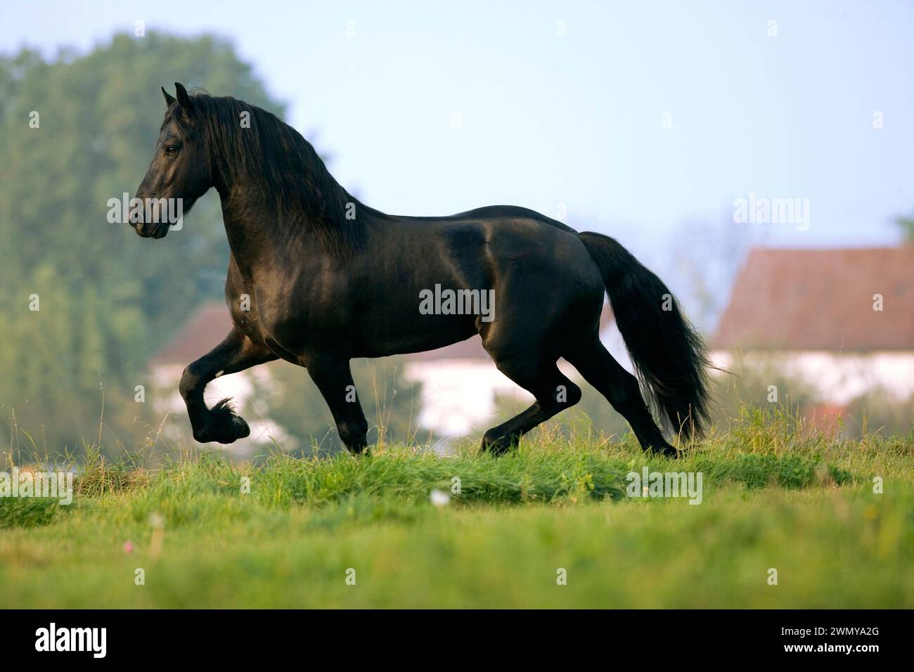Friesian stallion at Bibertal Stud, trotting in a meadow. Germany Stock ...