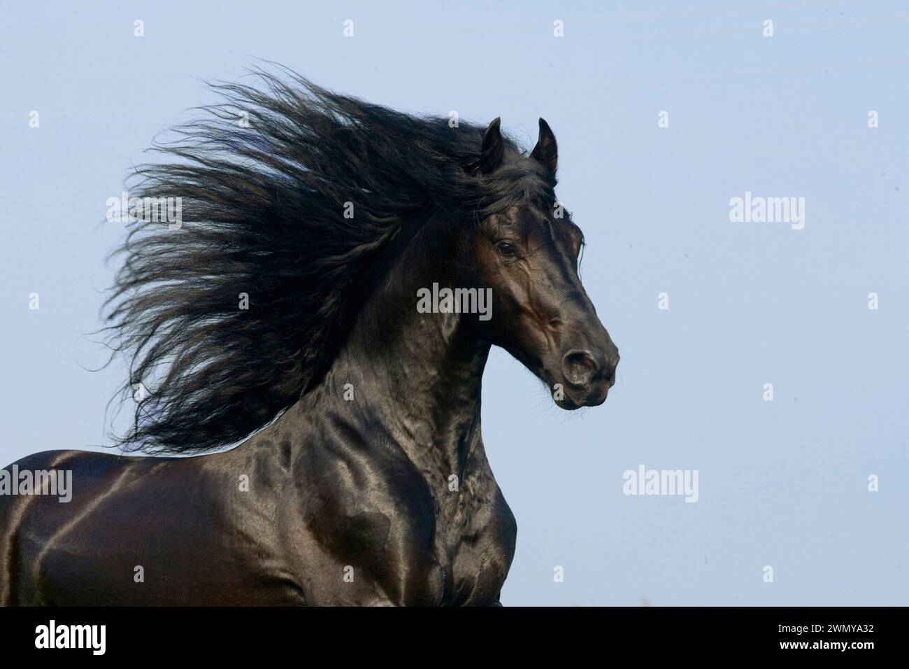 Friesian stallion at Bibtertal Stud, with mane flowing. Germany Stock ...