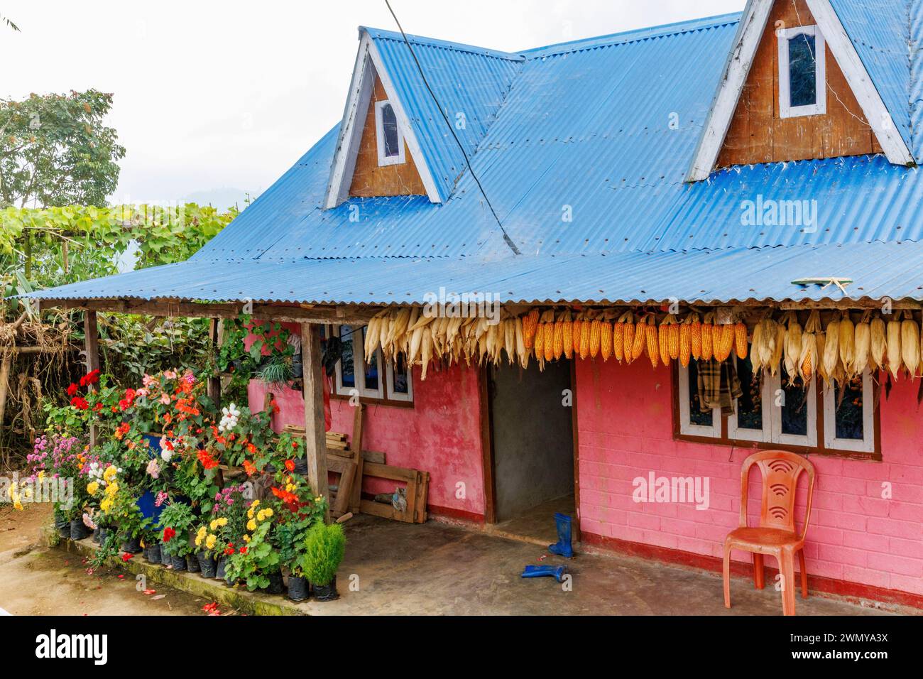 Nepal, Nayabazar, rural municipality of Maijogmai in Ilam, flowered ...