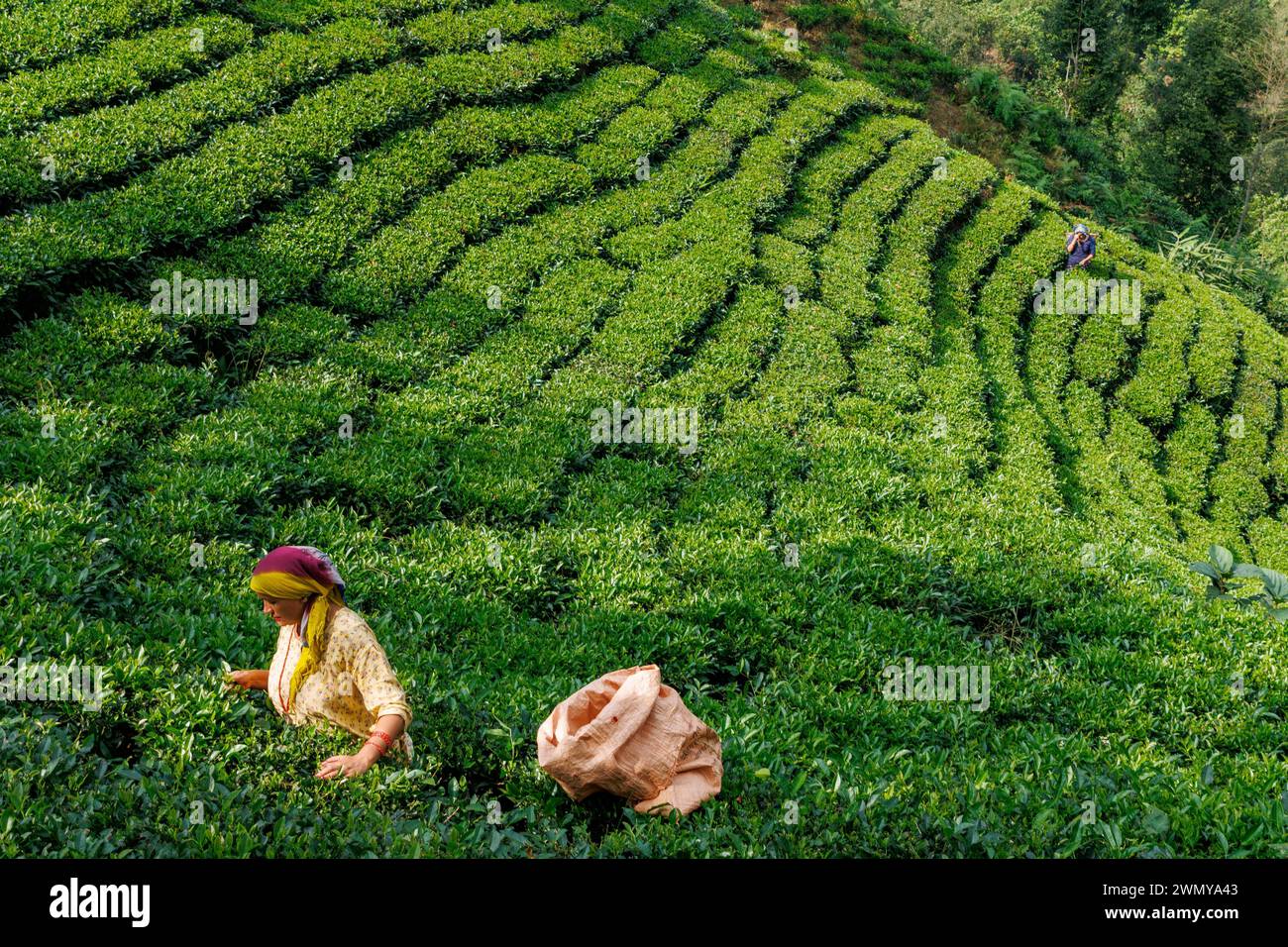 Nepal, Nayabazar, rural municipality of Maijogmai in Ilam, forest and ...