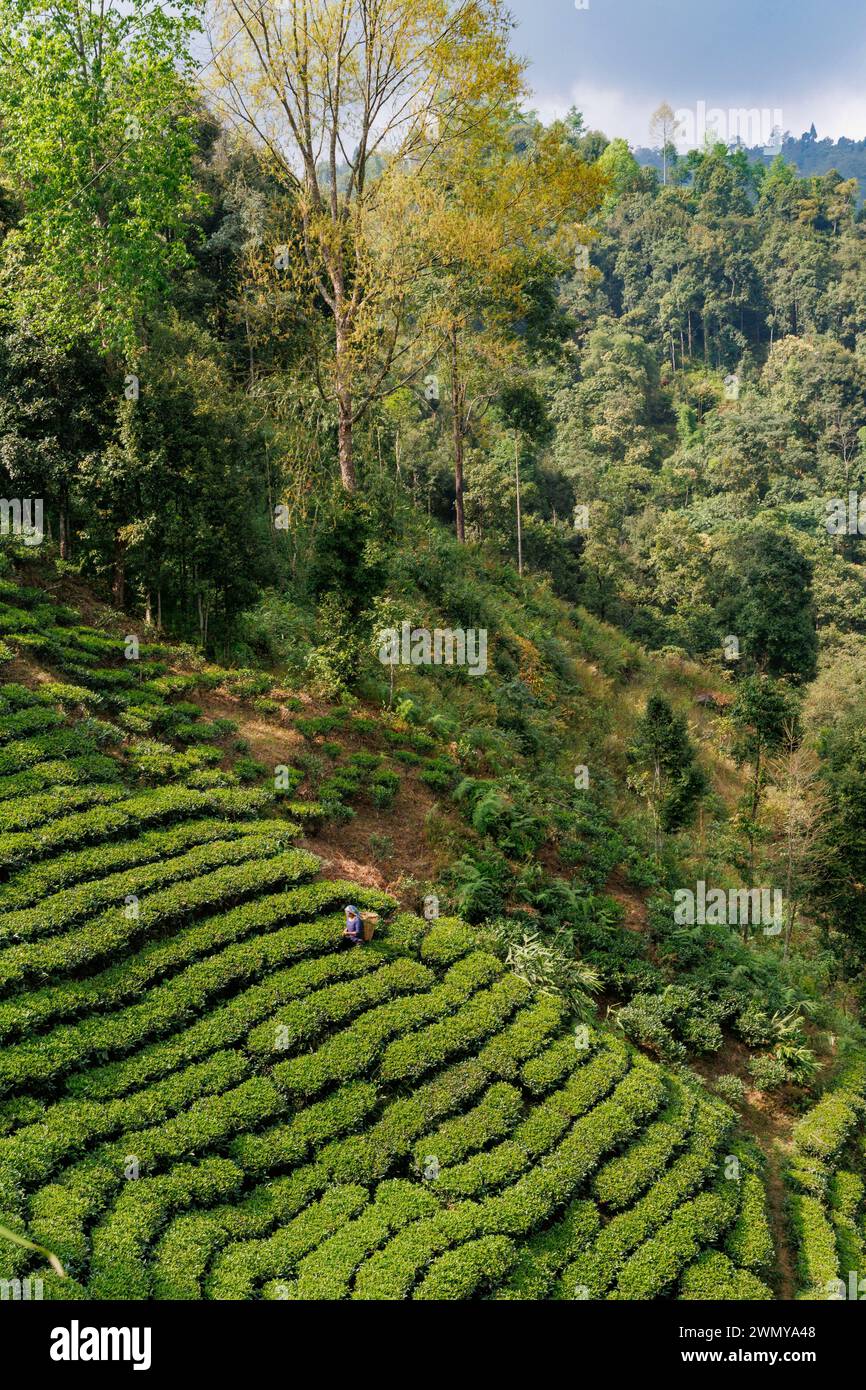Nepal, Nayabazar, rural municipality of Maijogmai in Ilam, forest and tea plantation, on the ...
