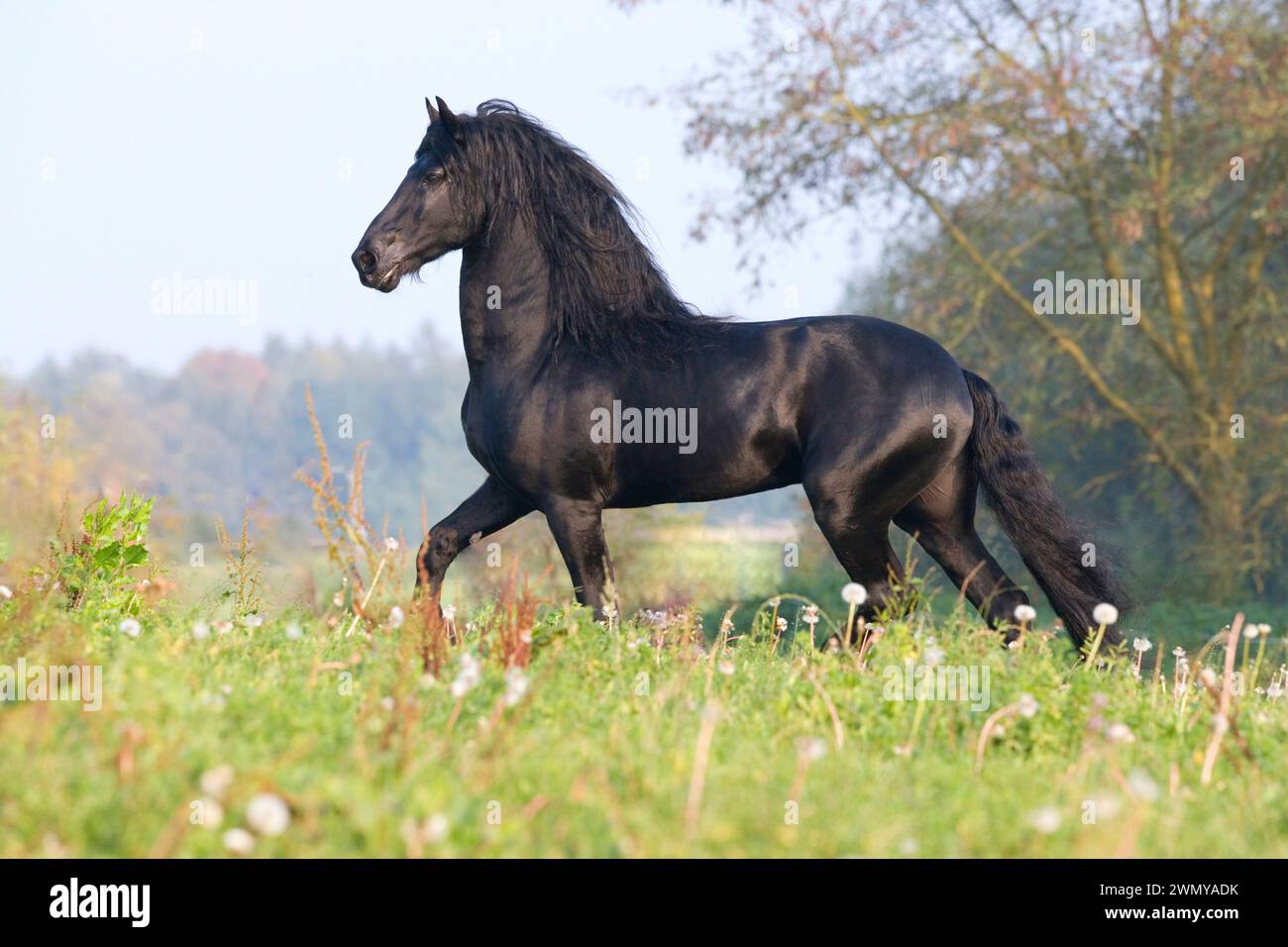 Friesian stallion at Bibertal Stud, trotting in a meadow. Germany Stock ...