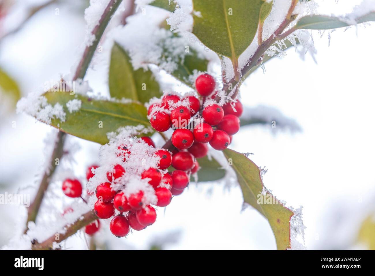 Frosted holly hi-res stock photography and images - Alamy