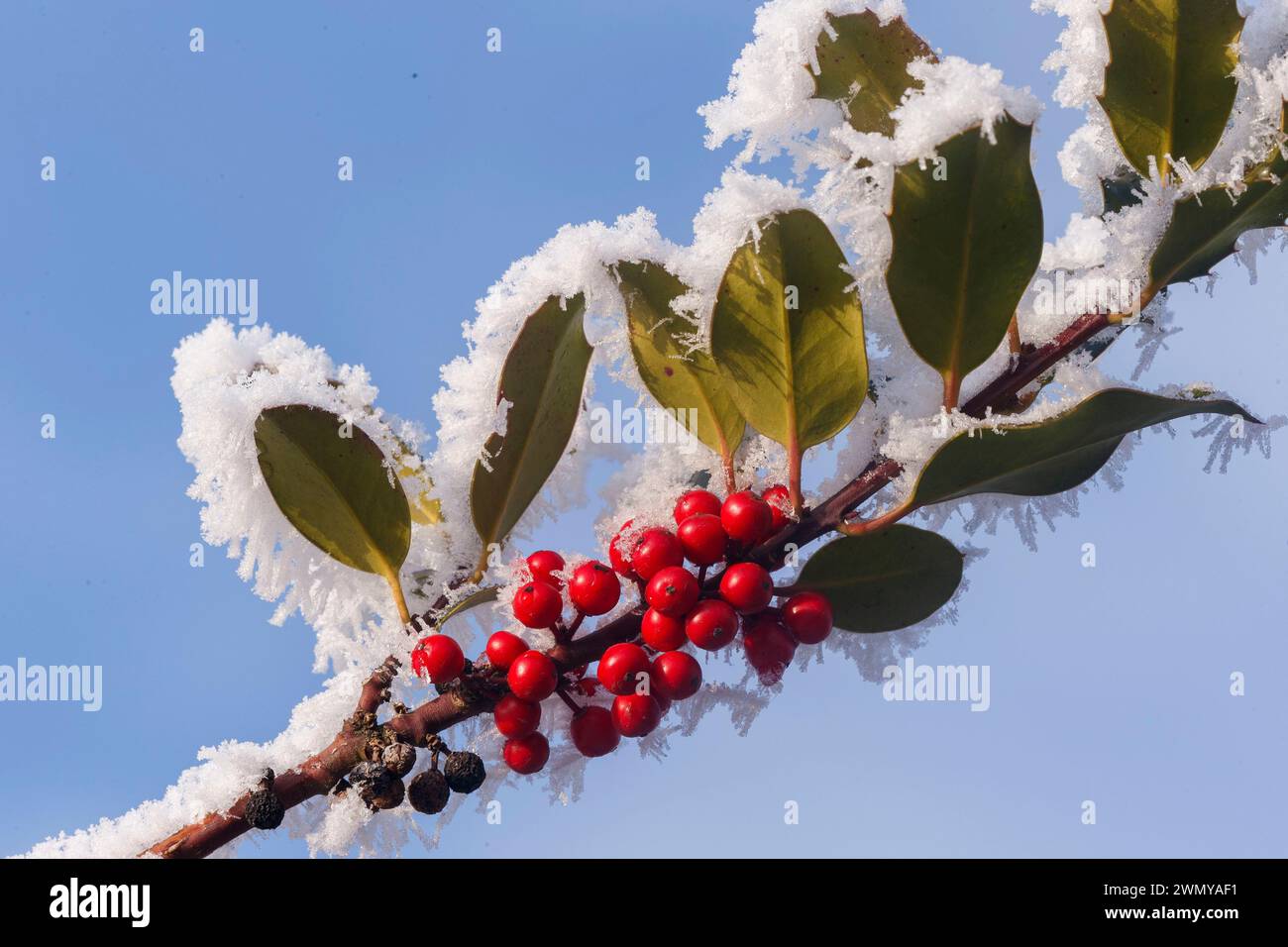 Frosted holly hi-res stock photography and images - Alamy