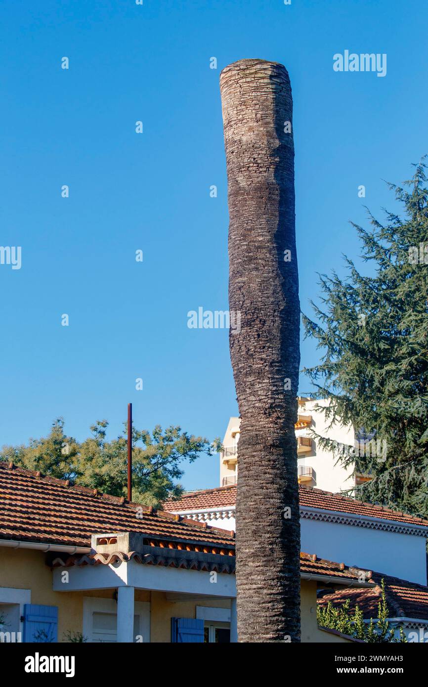France, Alpes Maritimes, Mandelieu, Palm tree cut after the attack of ...