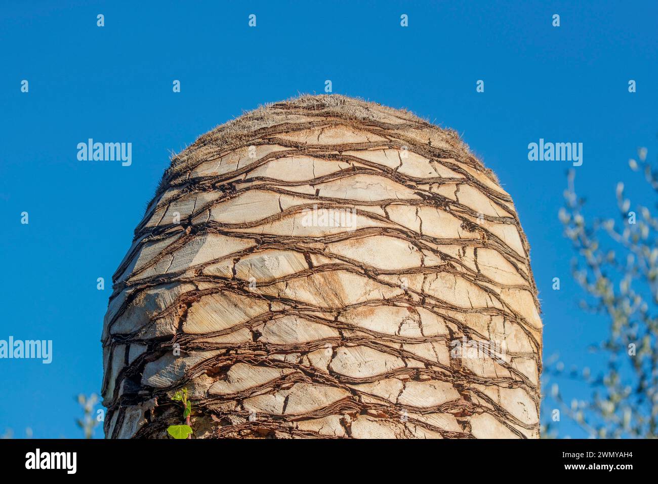 Harmful weevil hi-res stock photography and images - Alamy