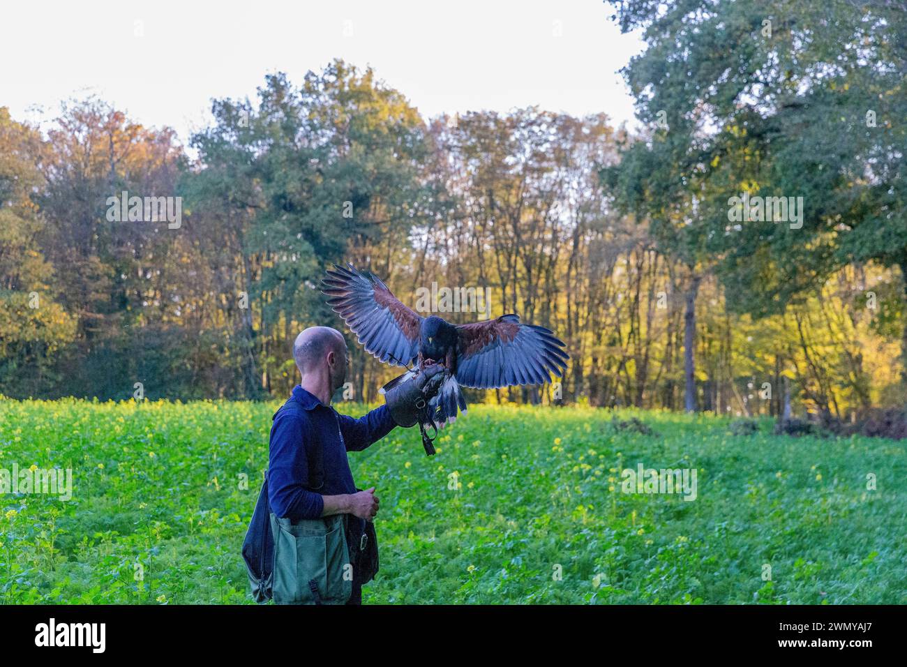 Hawk rabbits hi-res stock photography and images - Alamy