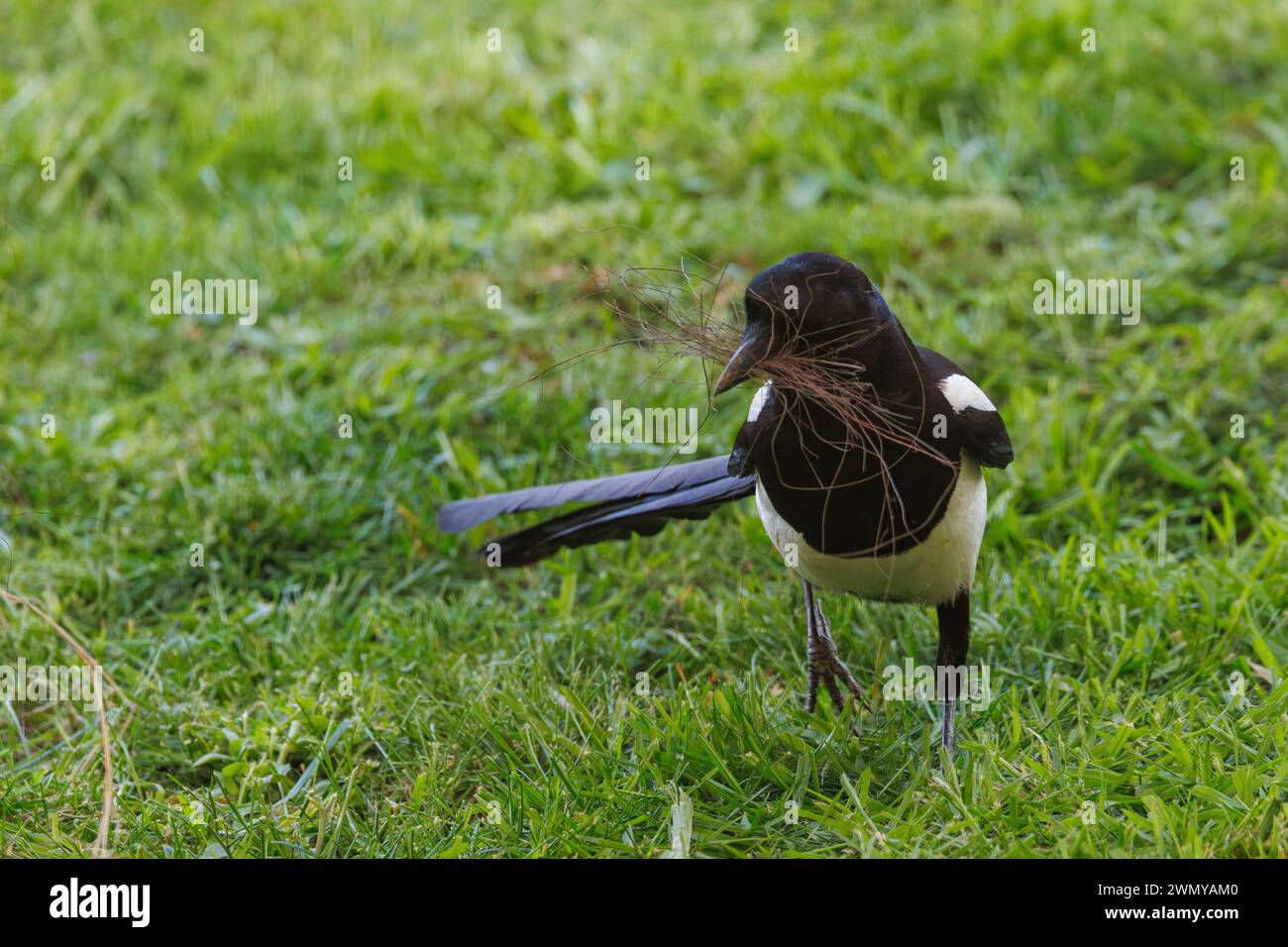 France, Ille et Vilaine, Le Rheu, a magpie (Pica pica) searches for ... France, Ille et Vilaine, Le Rheu, a magpie (Pica pica) searches for ...