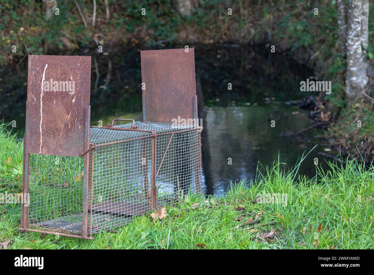 Coypu nutria trap hi-res stock photography and images - Alamy