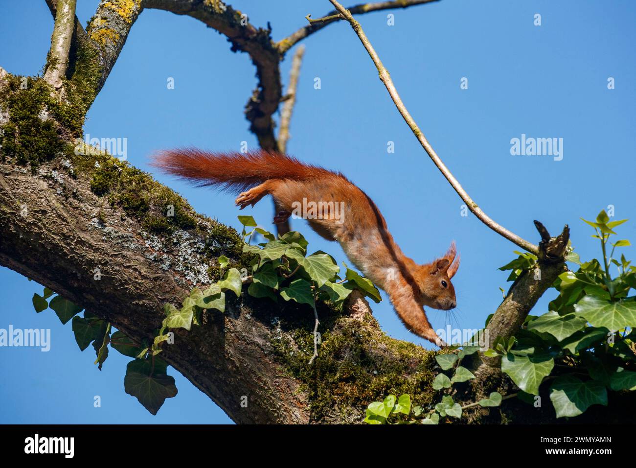 France, Ille et Vilaine, Rennes, Red Squirrel (Sciurus vulgaris), in a ...
