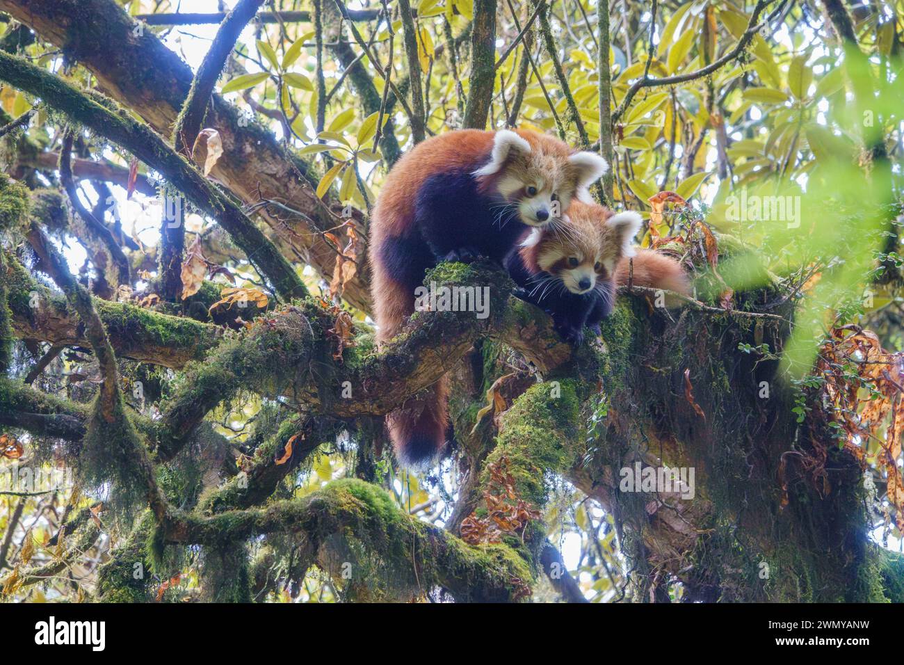 Nepal, Singalila National Park, Little panda or Red panda (Ailurus ...