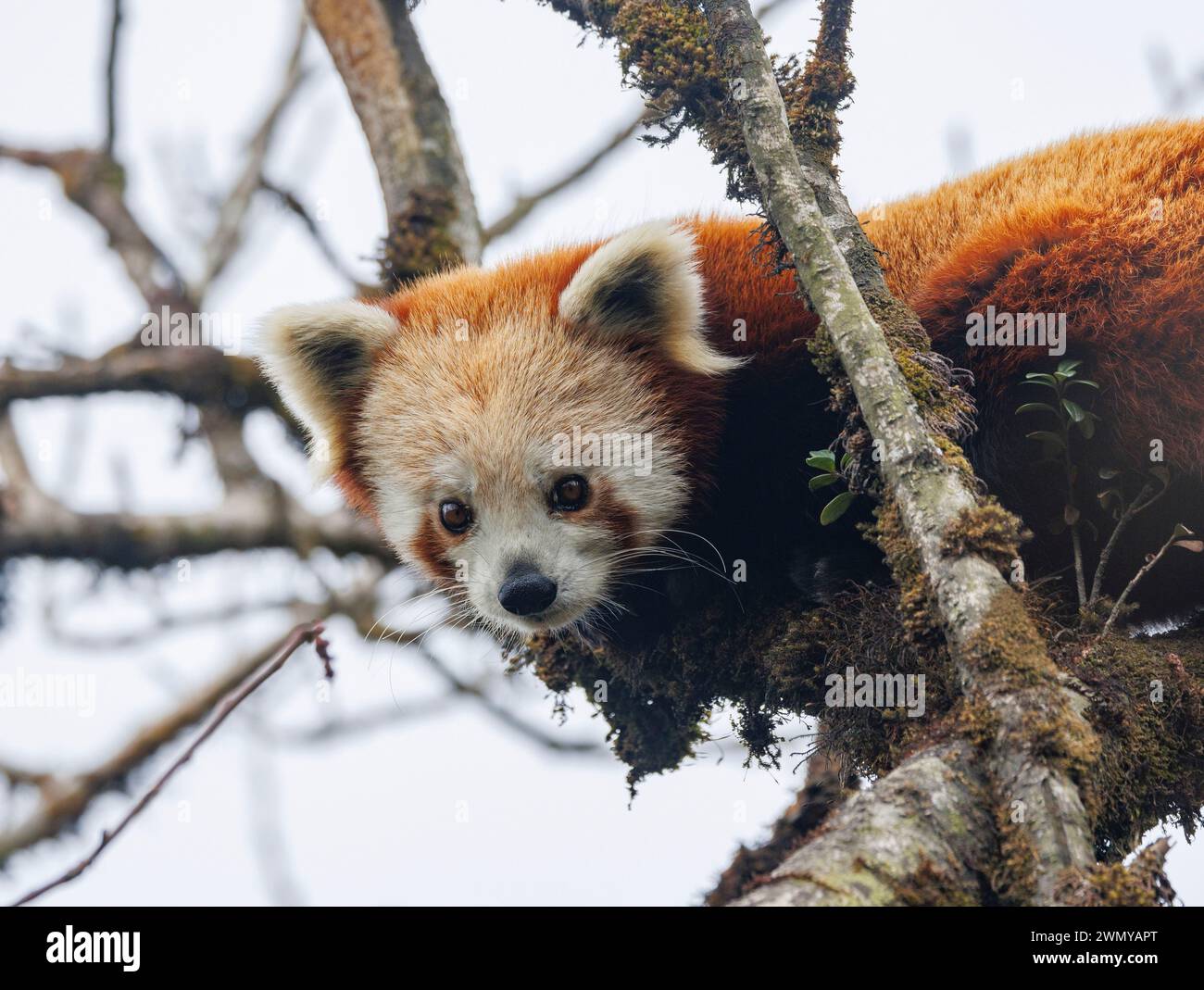Nepal, Himalayas, Singalila National Park,Little panda or Red panda ...