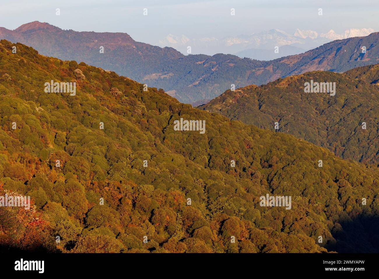 Nepal, Himalayas, Singalila National Park, Mossy oak forest, mountain ...