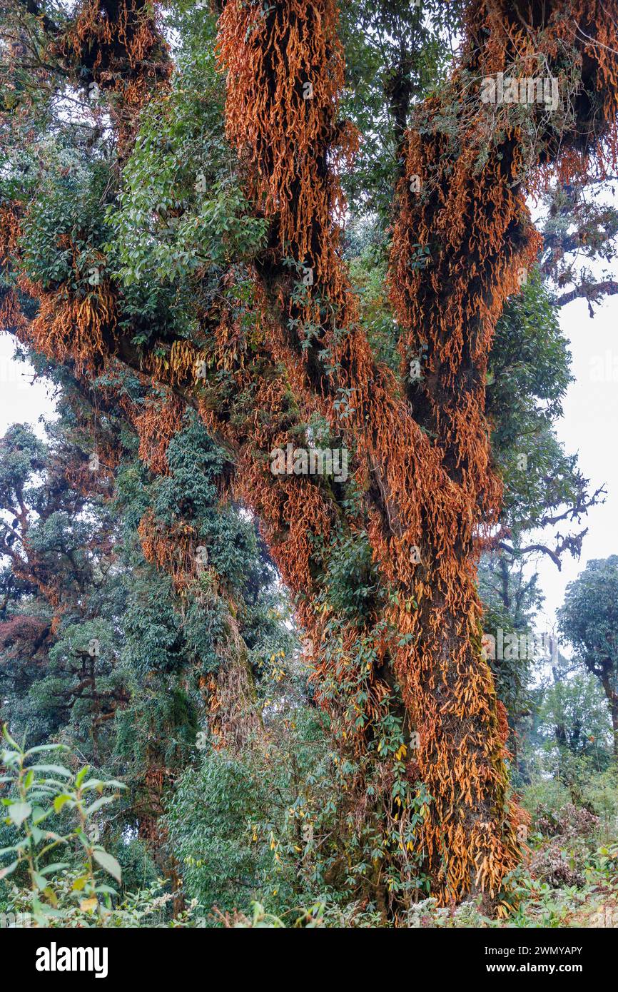 Nepal, Himalayas, Singalila National Park, Mossy oak forest in the sub alpine zone, habitat of ...