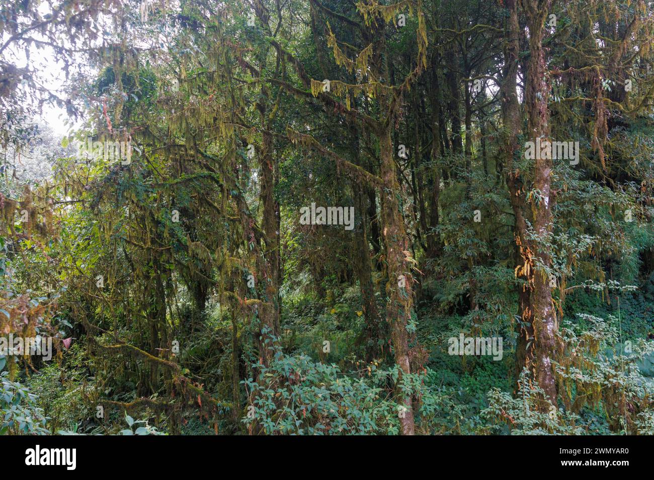 Nepal, Himalayas, Singalila National Park, Mossy oak forest in the sub ...