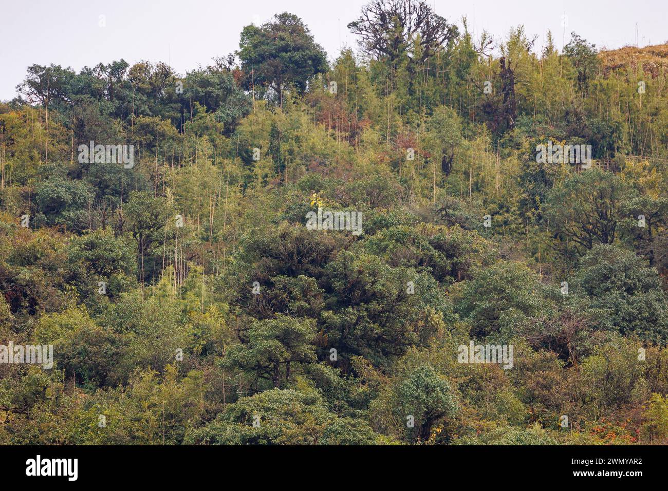 Nepal, Himalayas, Singalila National Park, Mossy oak forest in the sub alpine zone, habitat of ...