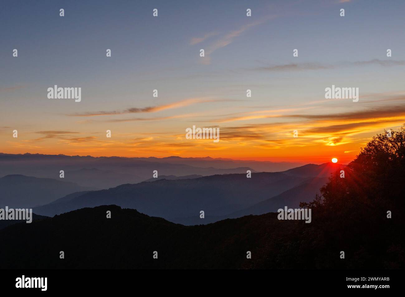 Nepal, Himalayas, Singalila National Park, Mossy oak forest, mountain ...