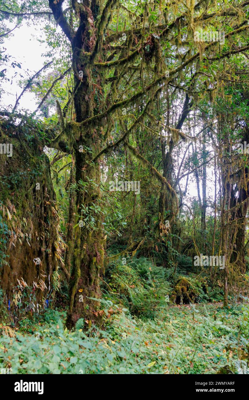 Nepal, Himalayas, Singalila National Park, Mossy oak forest in the sub alpine zone, habitat of ...
