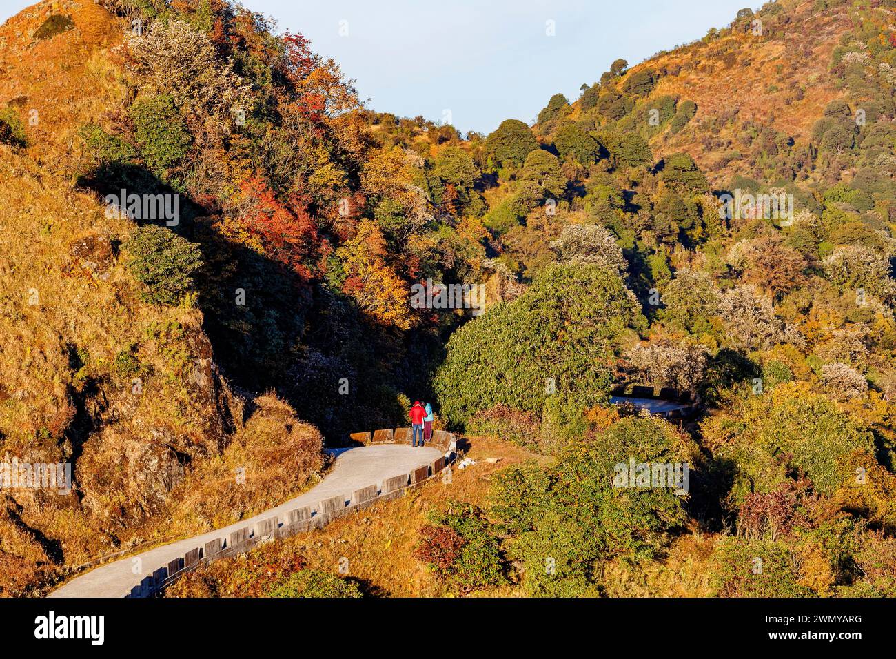 Nepal, Himalayas, Singalila National Park, Mossy oak forest, mountain ash sp. and Rhododendrons ...