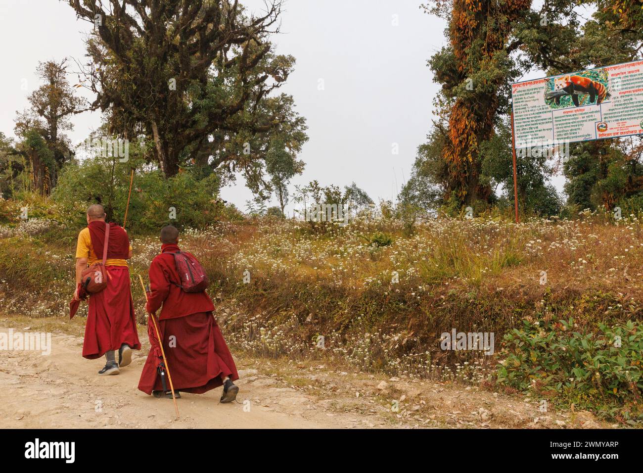 Nepal, Himalayas, Singalila National Park, Mossy oak forest in the sub ...