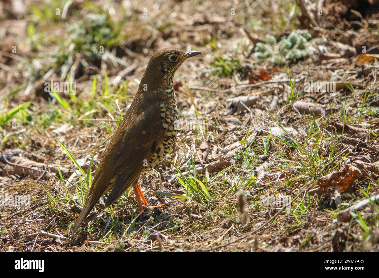 Himalayan forest thrush hi-res stock photography and images - Alamy