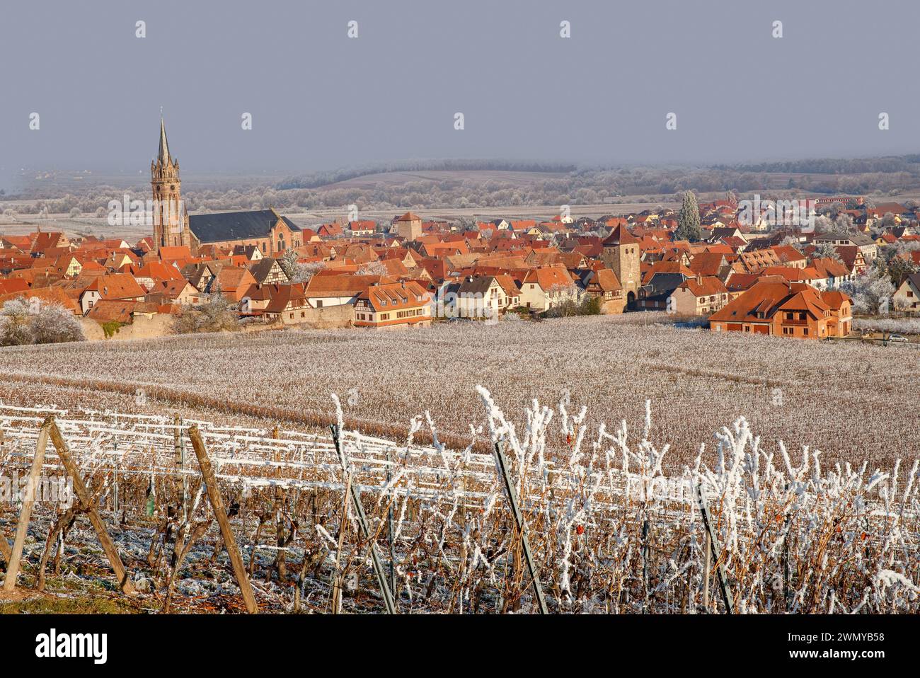 France, Bas Rhin, village of Dambach la Ville, frosted vines Stock ...