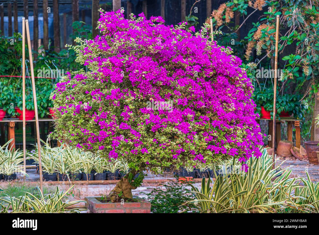 Vietnam, Mekong Delta, Sa Dec, the flower village of Sa Dec, called ...