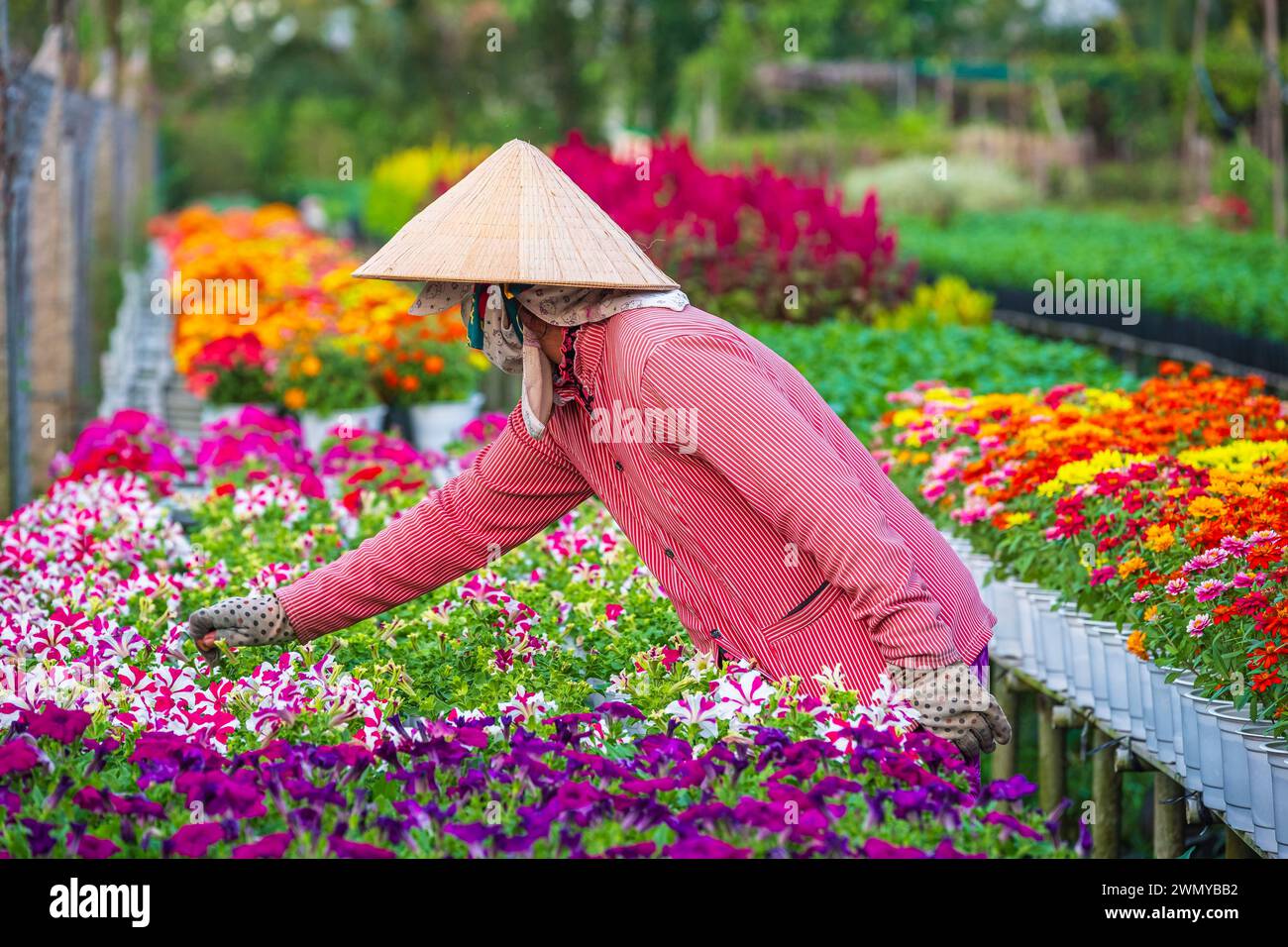 Vietnam, Mekong Delta, Sa Dec, the flower village of Sa Dec, called ...