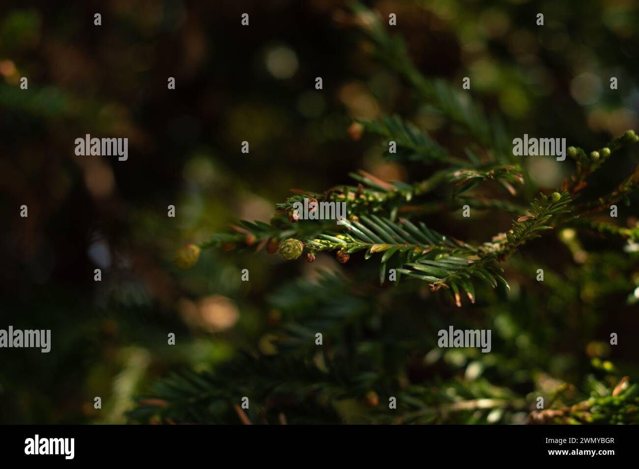 Branchsymmetry hi-res stock photography and images - Alamy