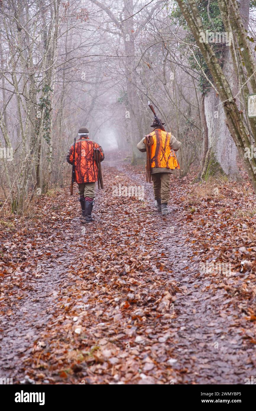 France Alsace Rhine forest, big game hunting, a hunter joins his ...