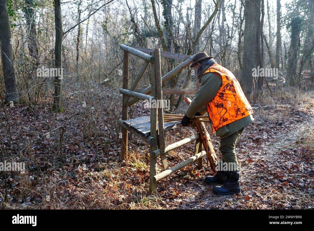France Alsace Rhine forest, big game hunting, a hunter joins his ...