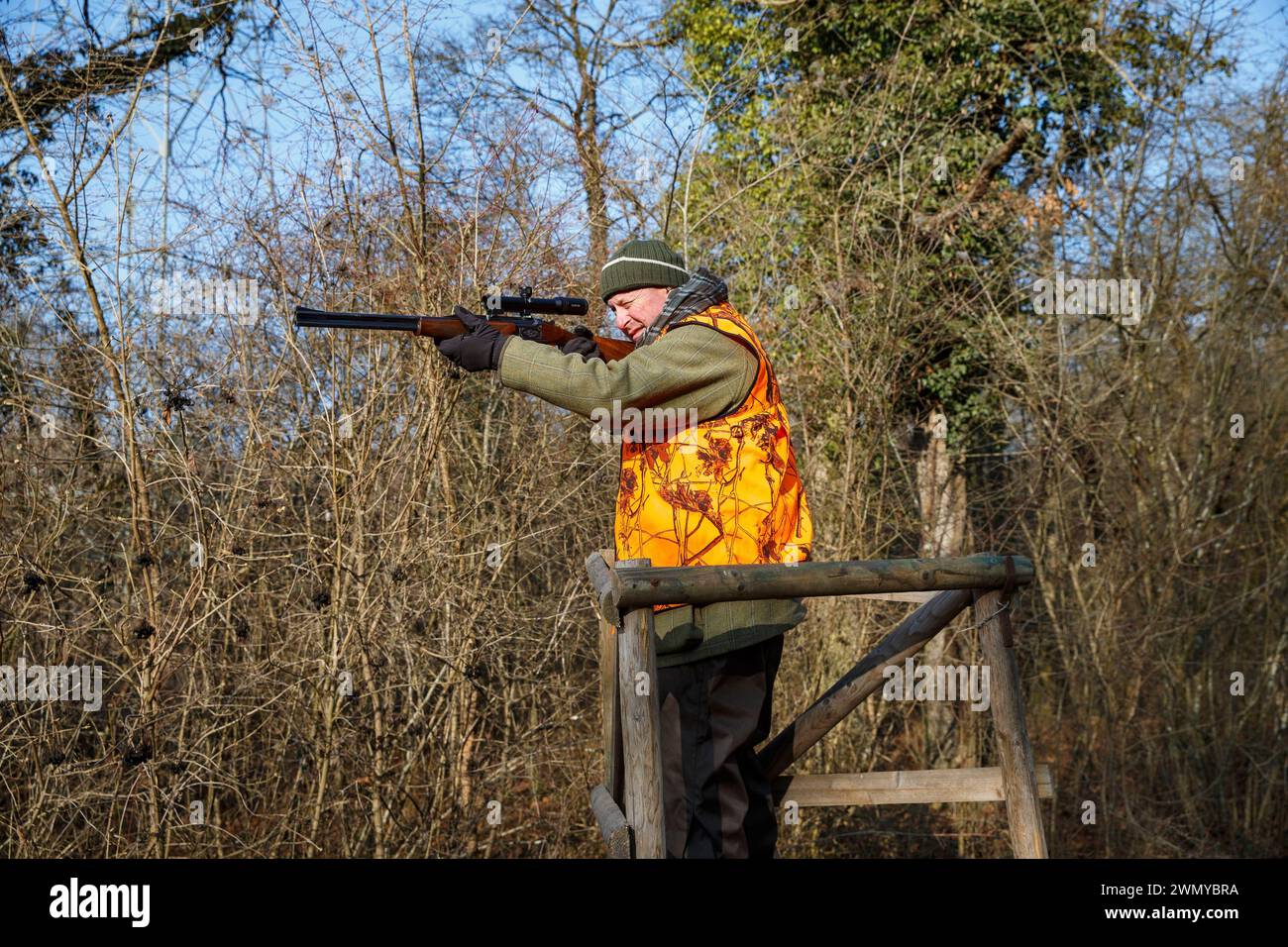 France Alsace Rhine forest, big game hunting, a hunter joins his ...