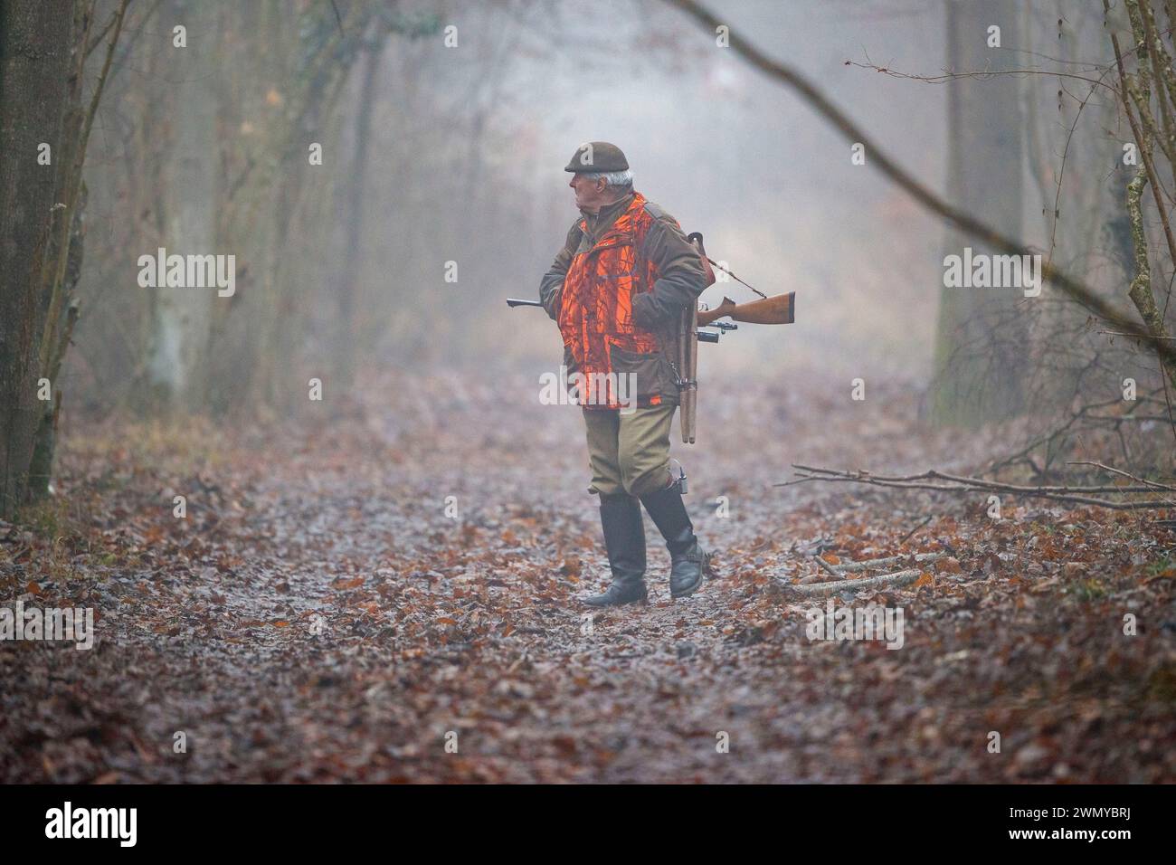 France Alsace Rhine forest, big game hunting, a hunter joins his ...