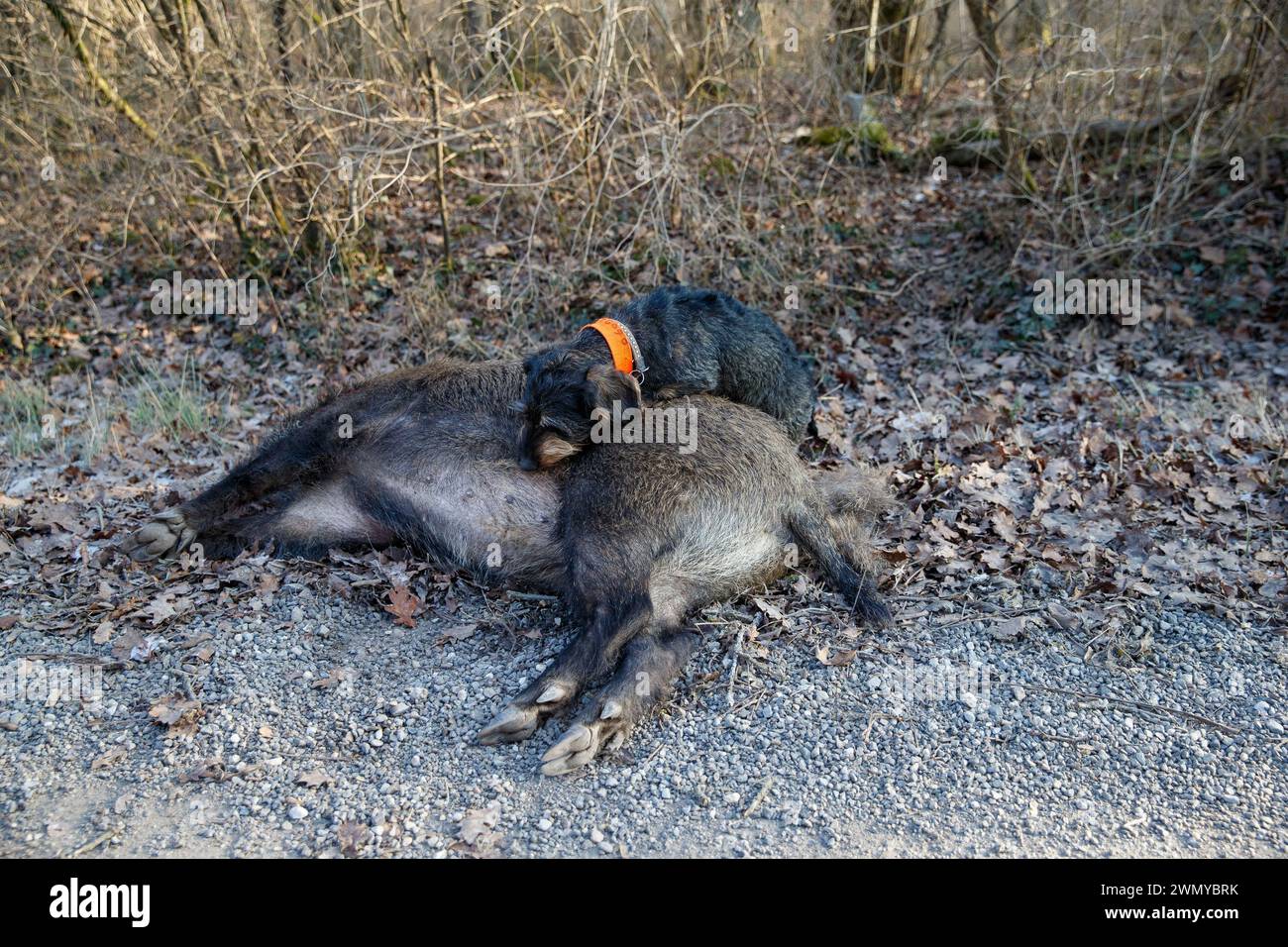 France Alsace Rhine Forest, big game hunting, Dachshund on a wild boar ...