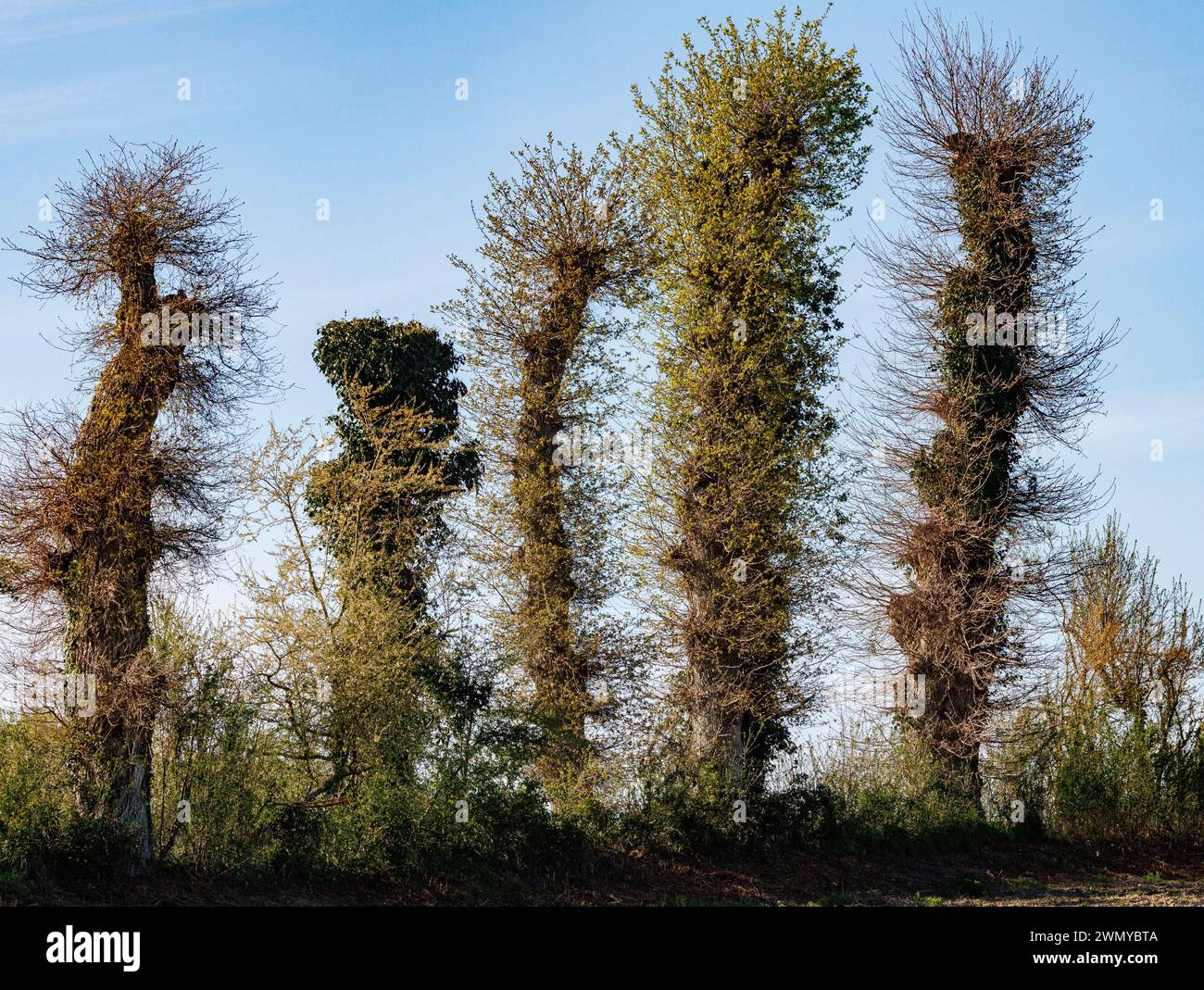France, Ille et Vilaine, oak trees on an embankment at the edge of a ...