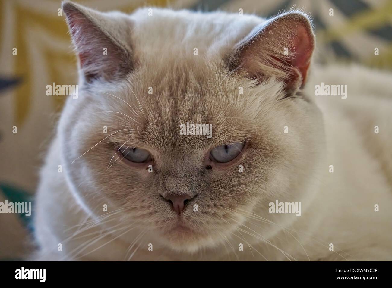 Blue eyed eyes British shorthair kitten cream catkin colorpoint with ...