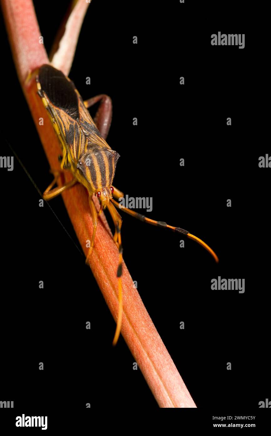 France, French Guiana, venom collection mission of the Venometech ...