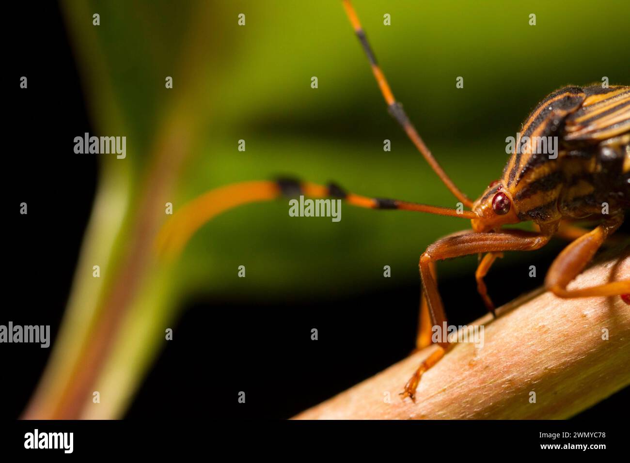 France, French Guiana, venom collection mission of the Venometech ...