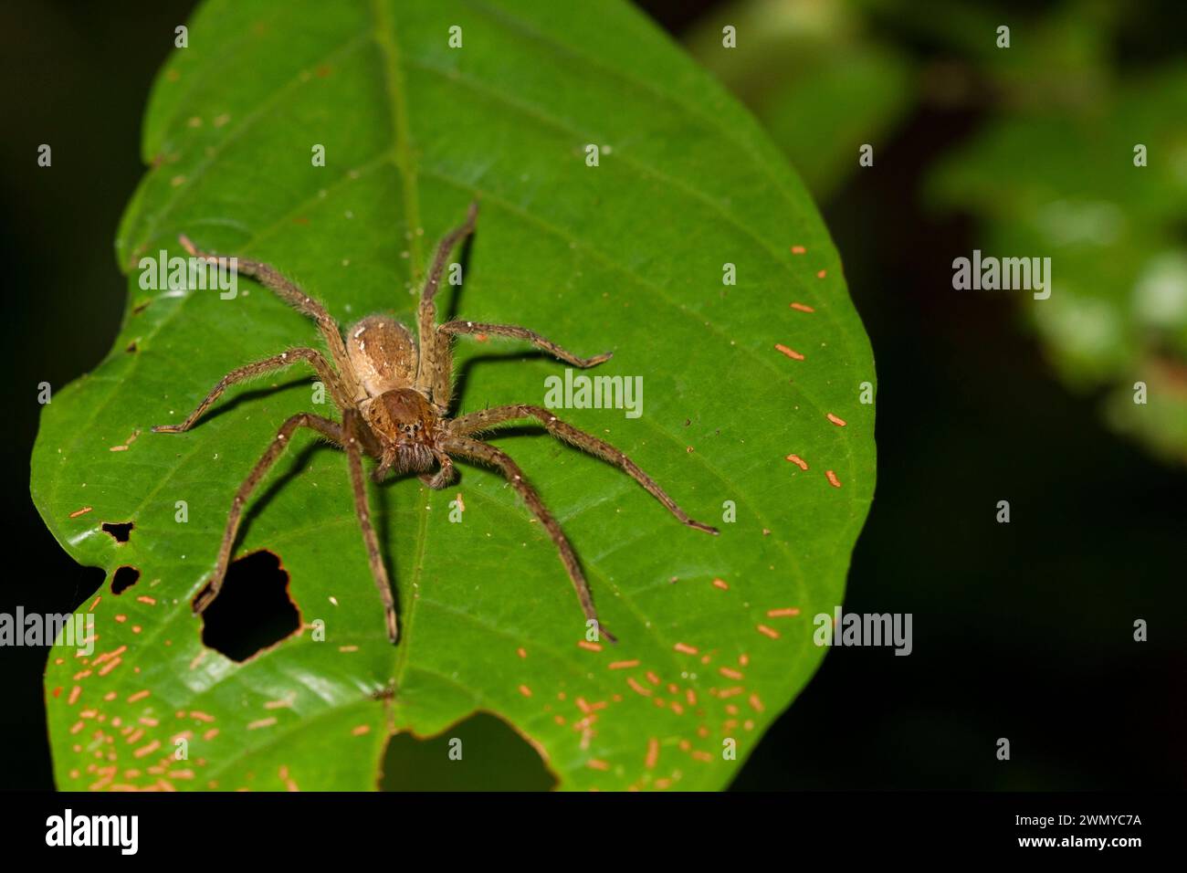 France, French Guiana, venom collection mission of the Venometech ...
