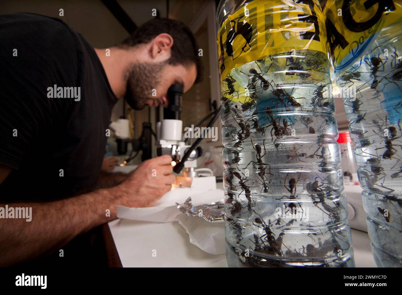 France, French Guiana, venom collection mission of the Venometech ...