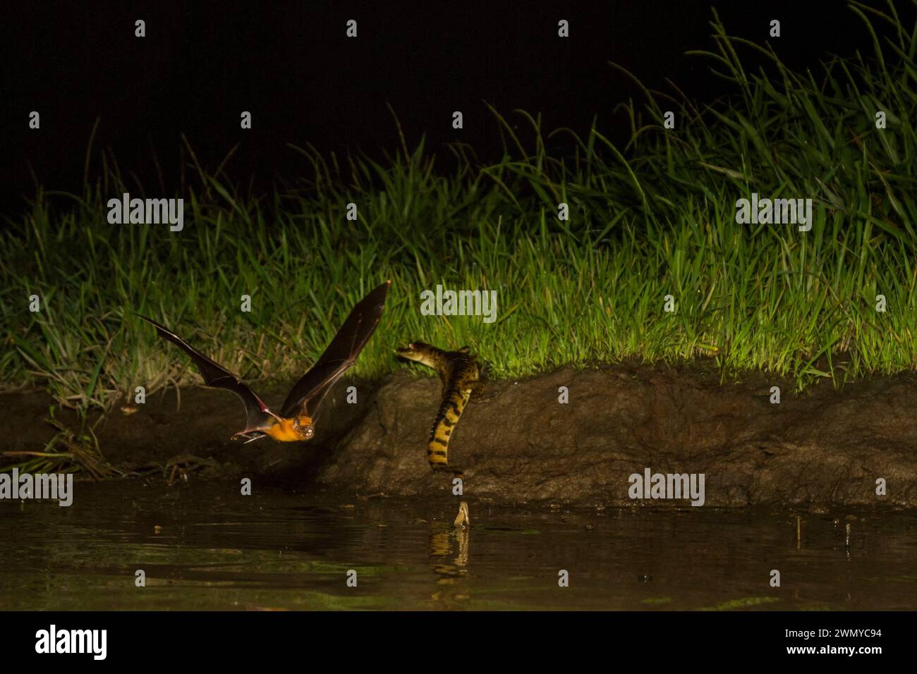 France, French Guiana, venom collection mission of the Venometech ...