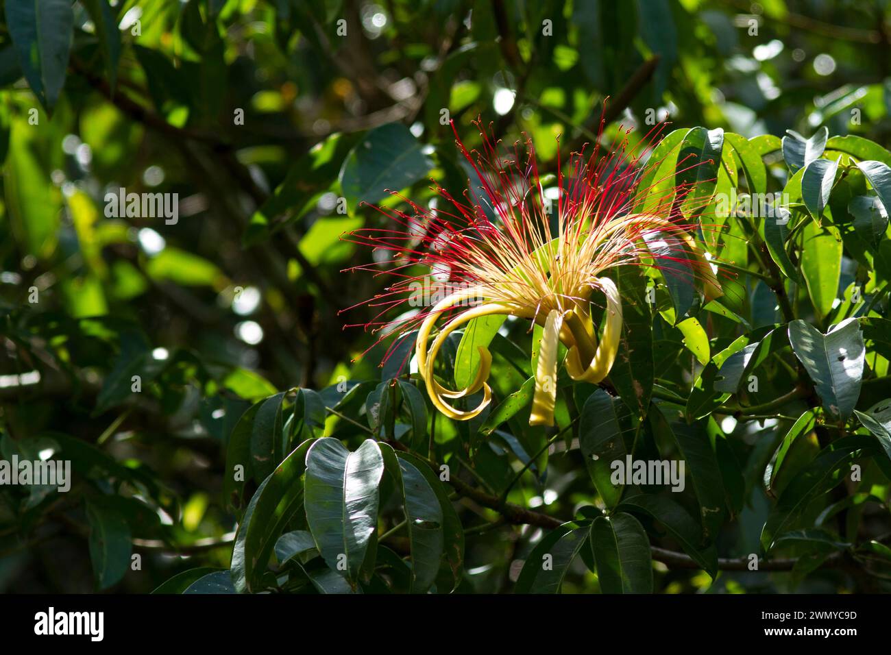 France, French Guiana, venom collection mission of the Venometech ...