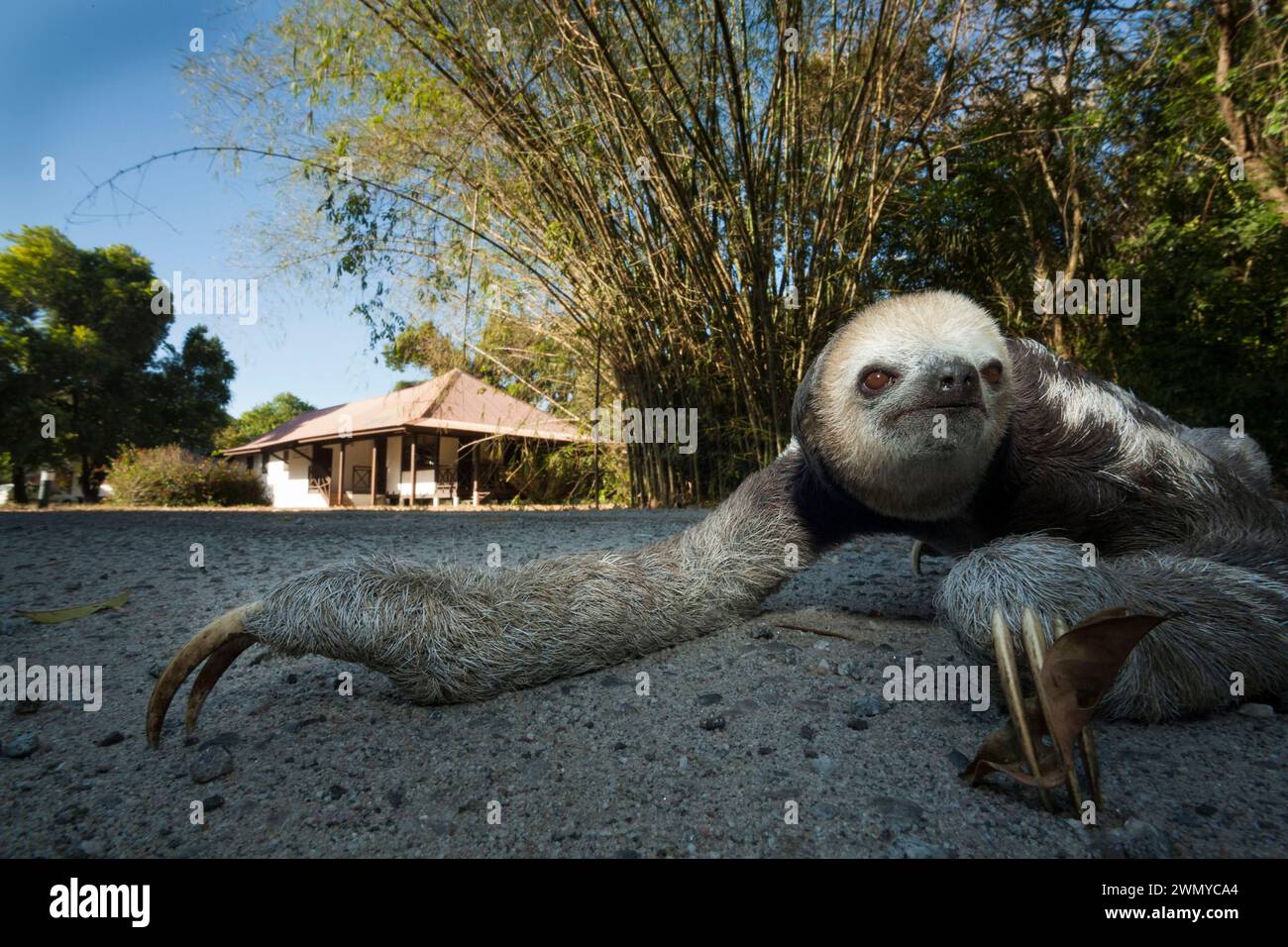 Pale throated three toed sloth hi-res stock photography and images - Alamy